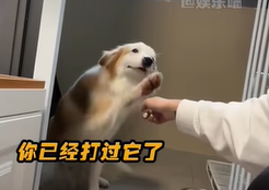 鬼迷日眼的是什么意思-口袋百科